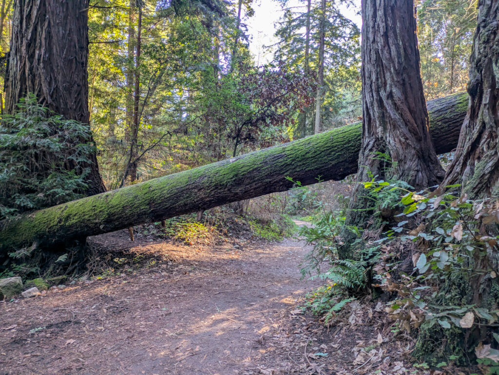 Exploring the Fall Creek Unit: A 10-Mile Loop through Henry Cowell ...