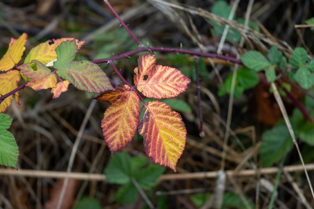 Identifying Poison Oak Through the Seasons: A Hiker's Guide ~ svhikes.com