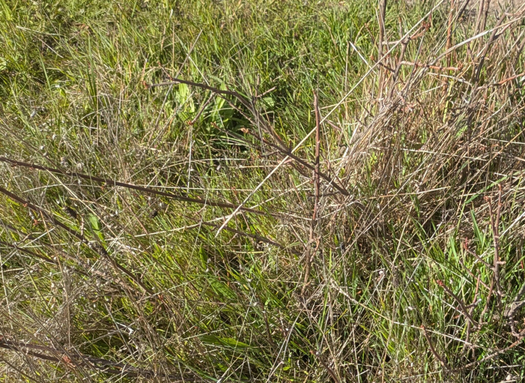 Identifying Poison Oak Through the Seasons: A Hiker's Guide ~ svhikes.com