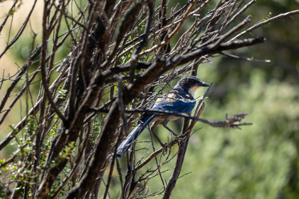 How to Tell Scrub Jays from Steller's Jays ~ svhikes.com