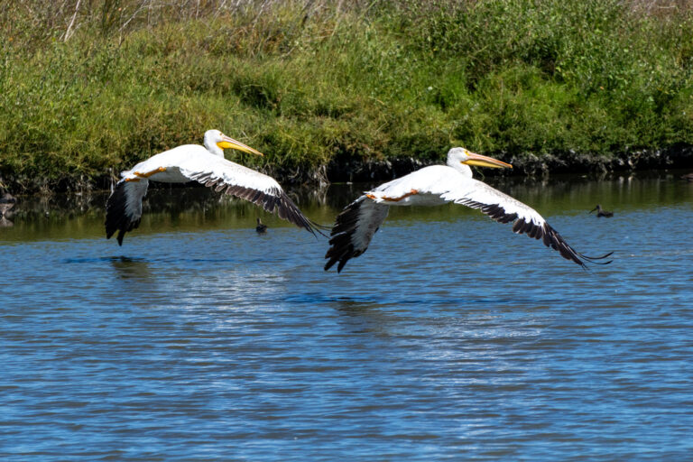 Birds in Flight: Great Egret Versus American White Pelican ~ svhikes.com