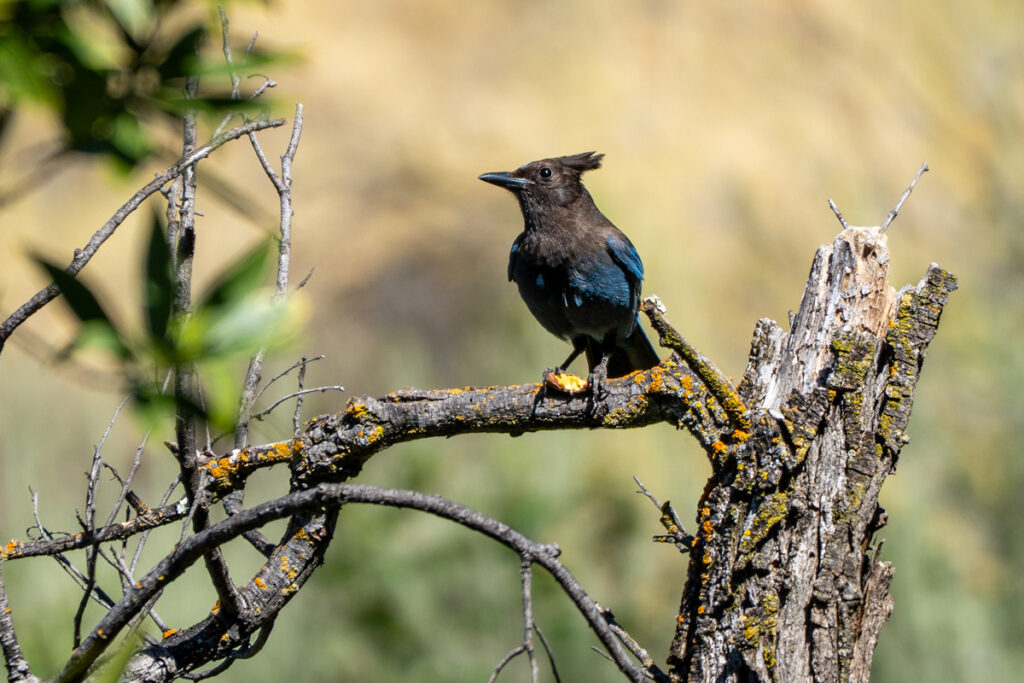 Blue Birds in the Santa Cruz Mountains ~ svhikes.com