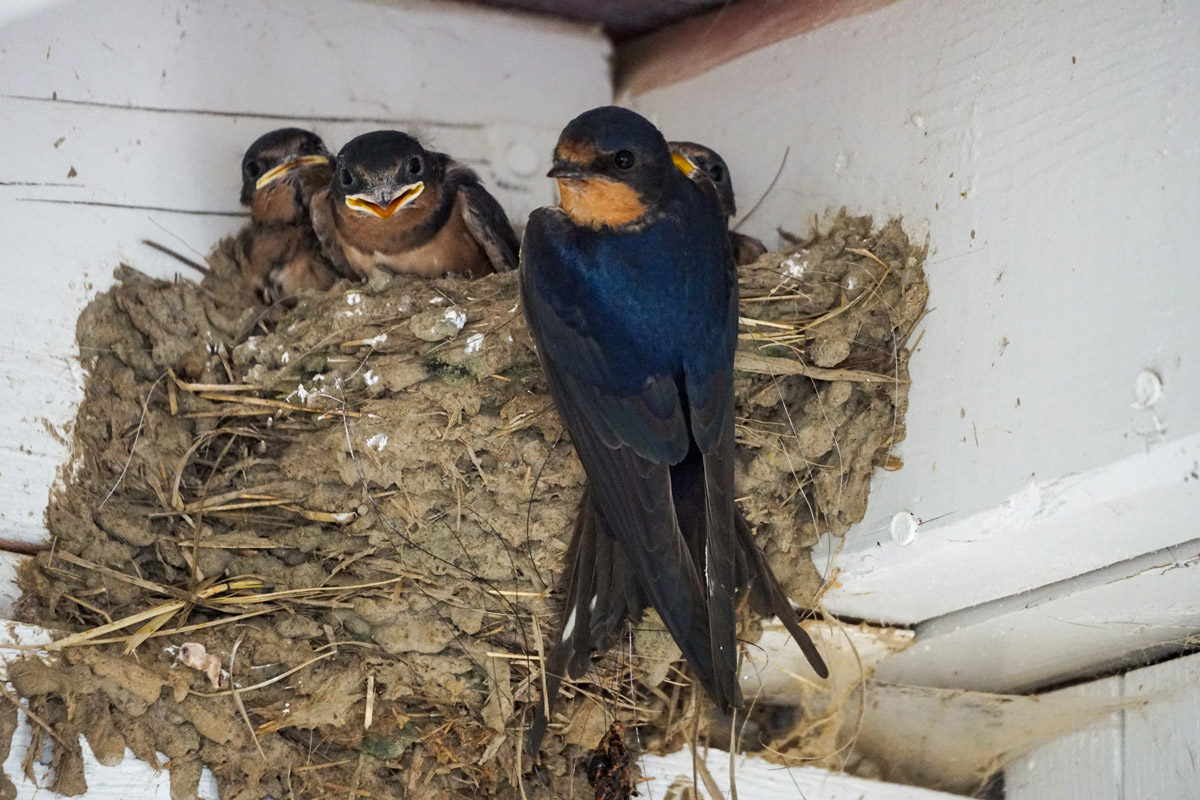 Interspecific Feeding: Why That Dark-eyed Junco is Raising a Cowbird ...